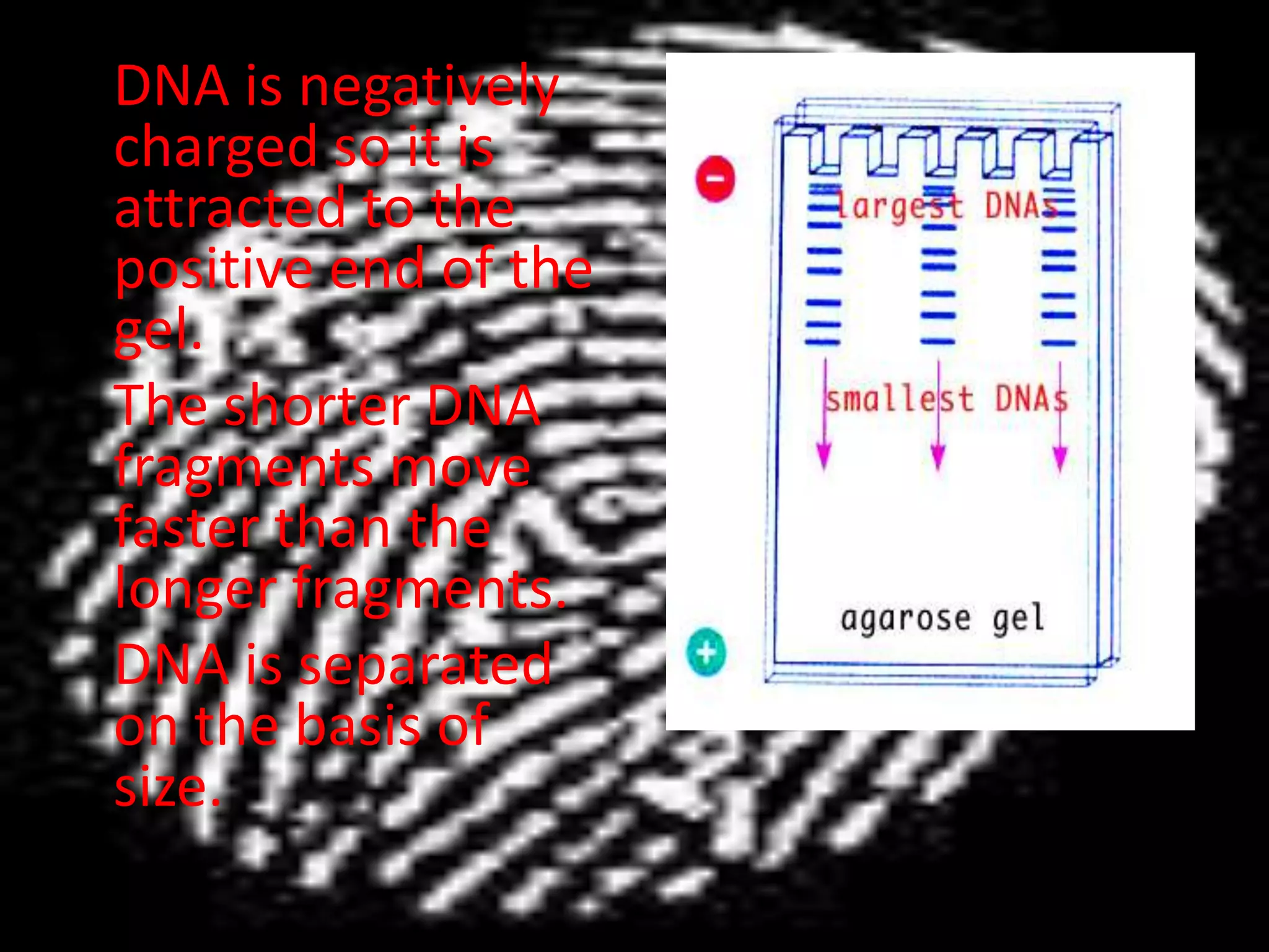 Dna profiling | PPTX