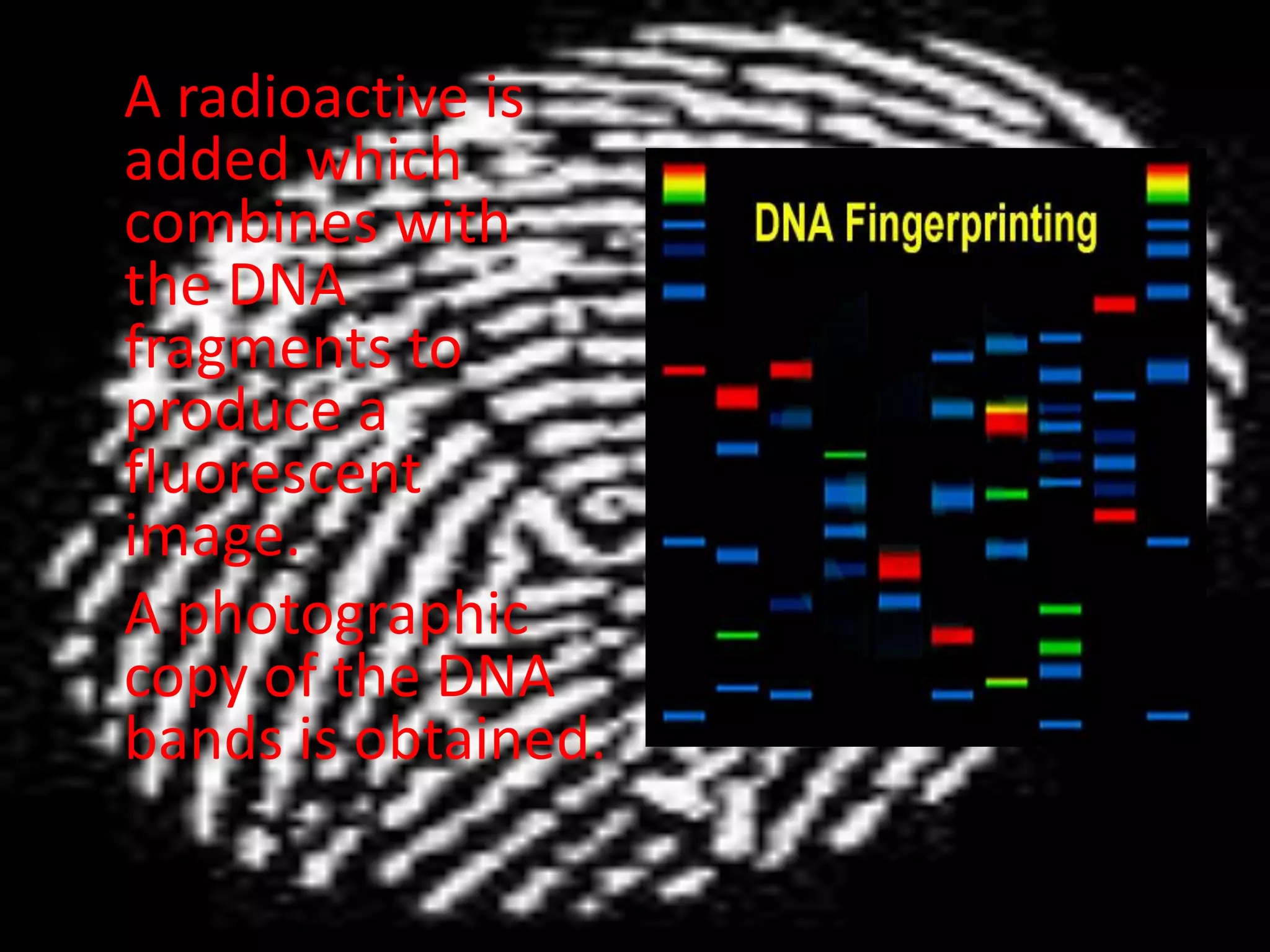 Dna profiling | PPTX