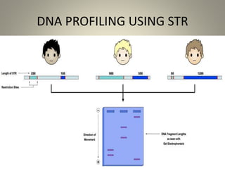 Dna profiling | PPT