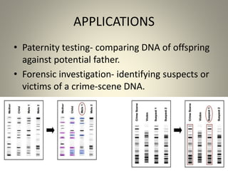 Dna profiling | PPT