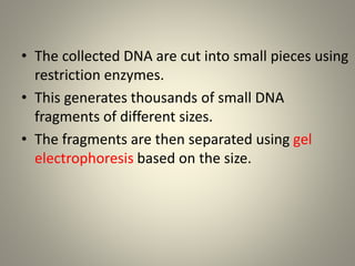Dna profiling | PPT