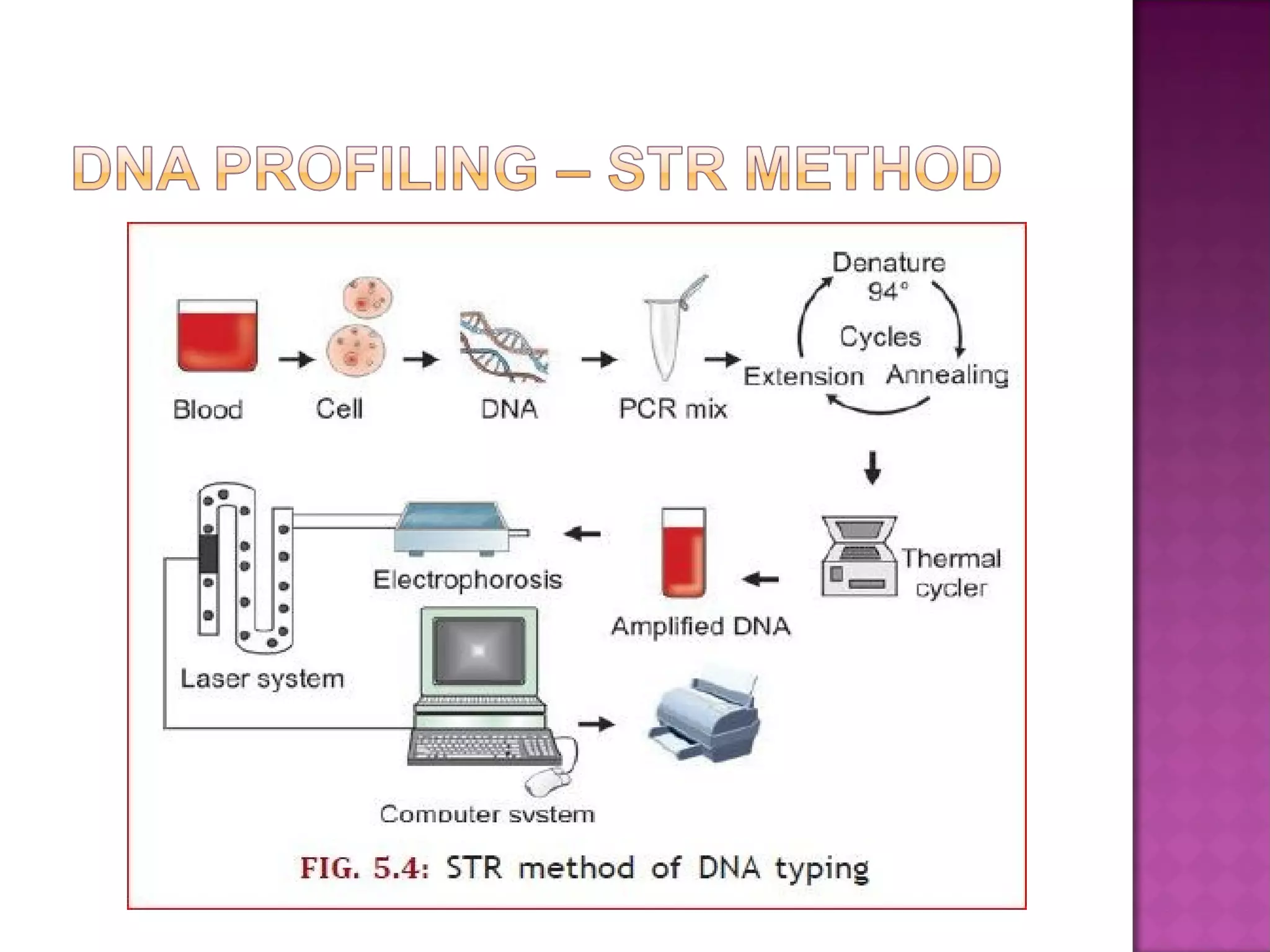 DNA Profiling | PPT