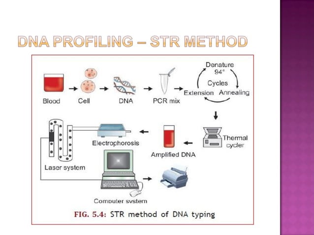 DNA Profiling | PPT