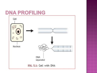 DNA Profiling | PPT