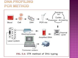 The Process Of Dna Profiling