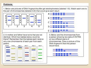 DNA PROFILING of human dna using various mathods | PPTX