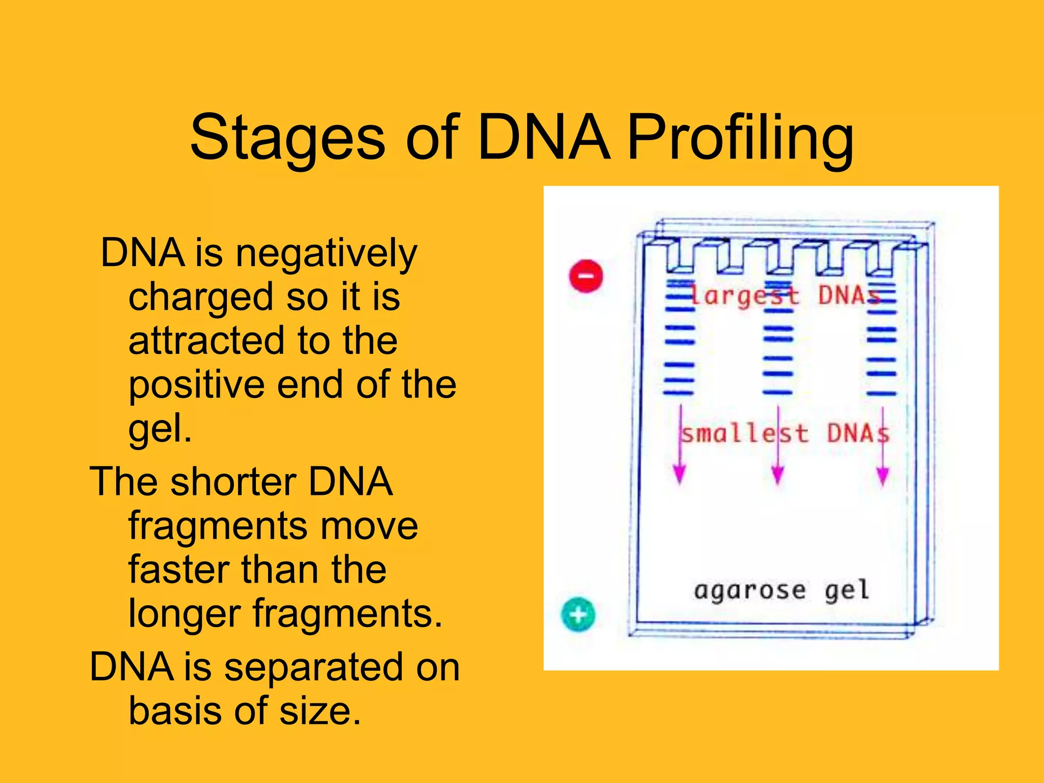DNA PROFILING | PPTX