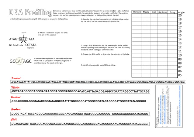 Find the CAT - DNA Profiling Worksheet | PPT