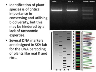 Dna profiling | PPTX
