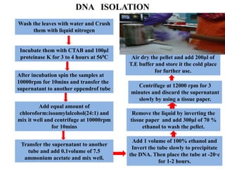 Dna profiling | PPTX