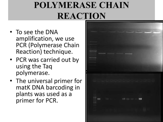 Dna Profiling Ppt