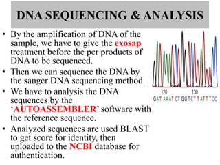 Dna profiling | PPTX