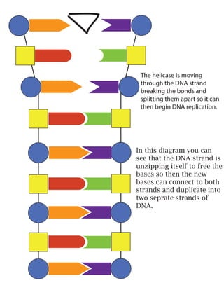 Dna project2 | PDF