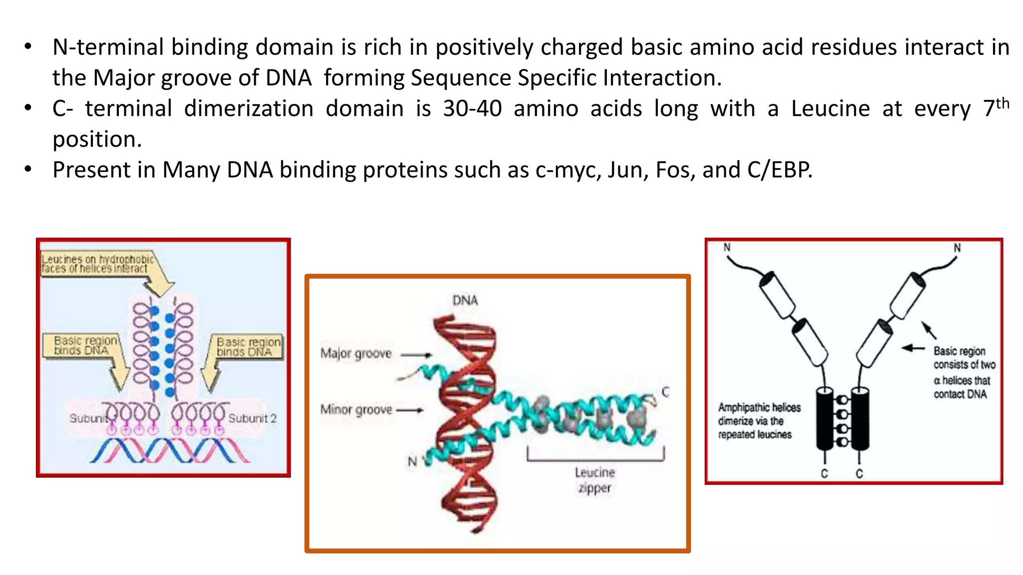 DNA protein interaction.pptx