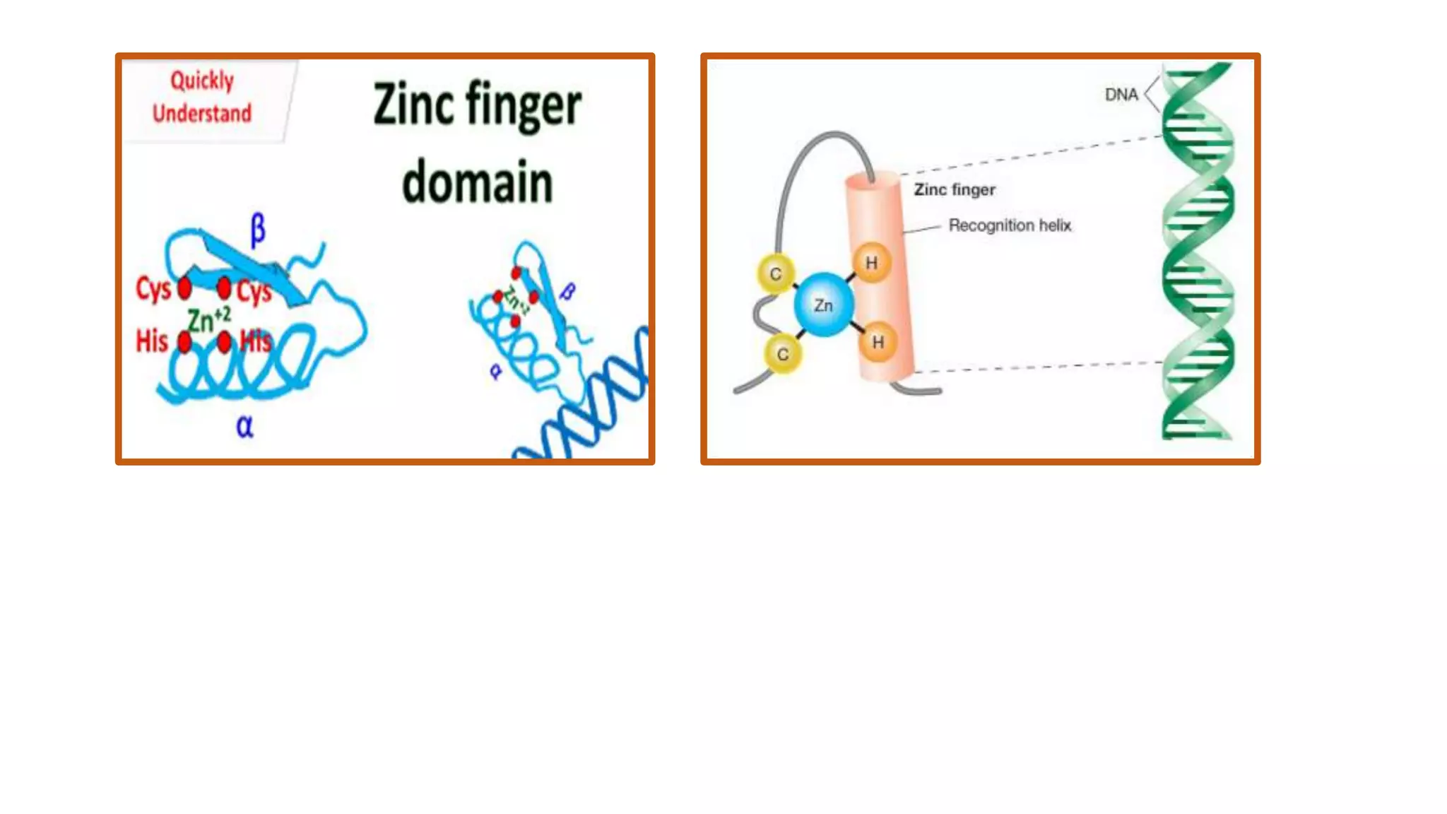DNA protein interaction.pptx