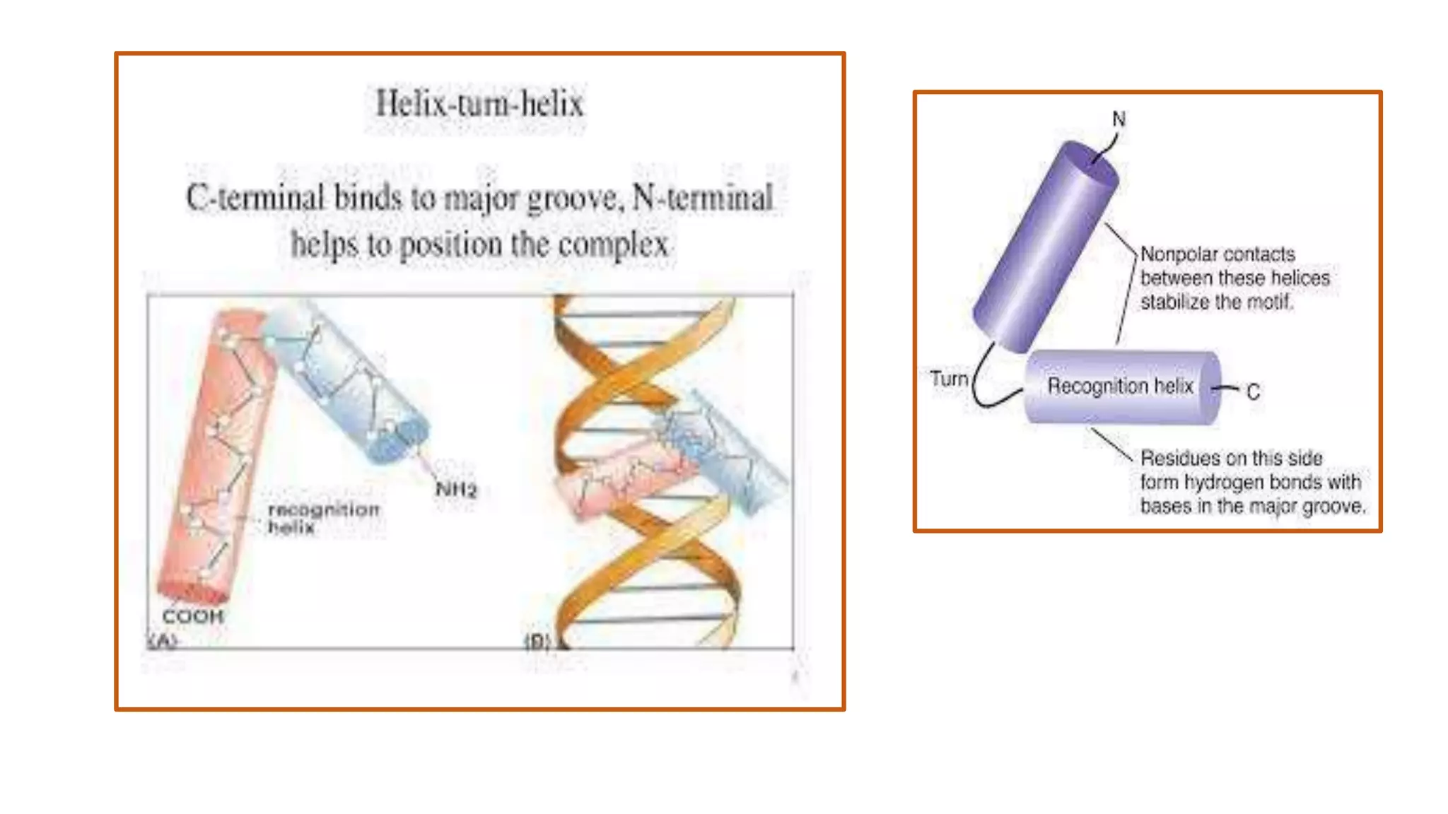 DNA protein interaction.pptx