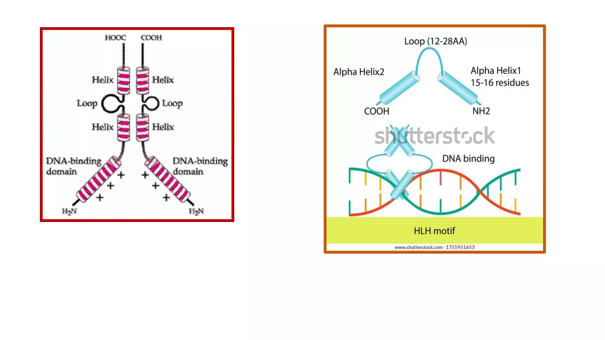 DNA protein interaction.pptx