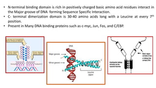 DNA protein interaction.pptx