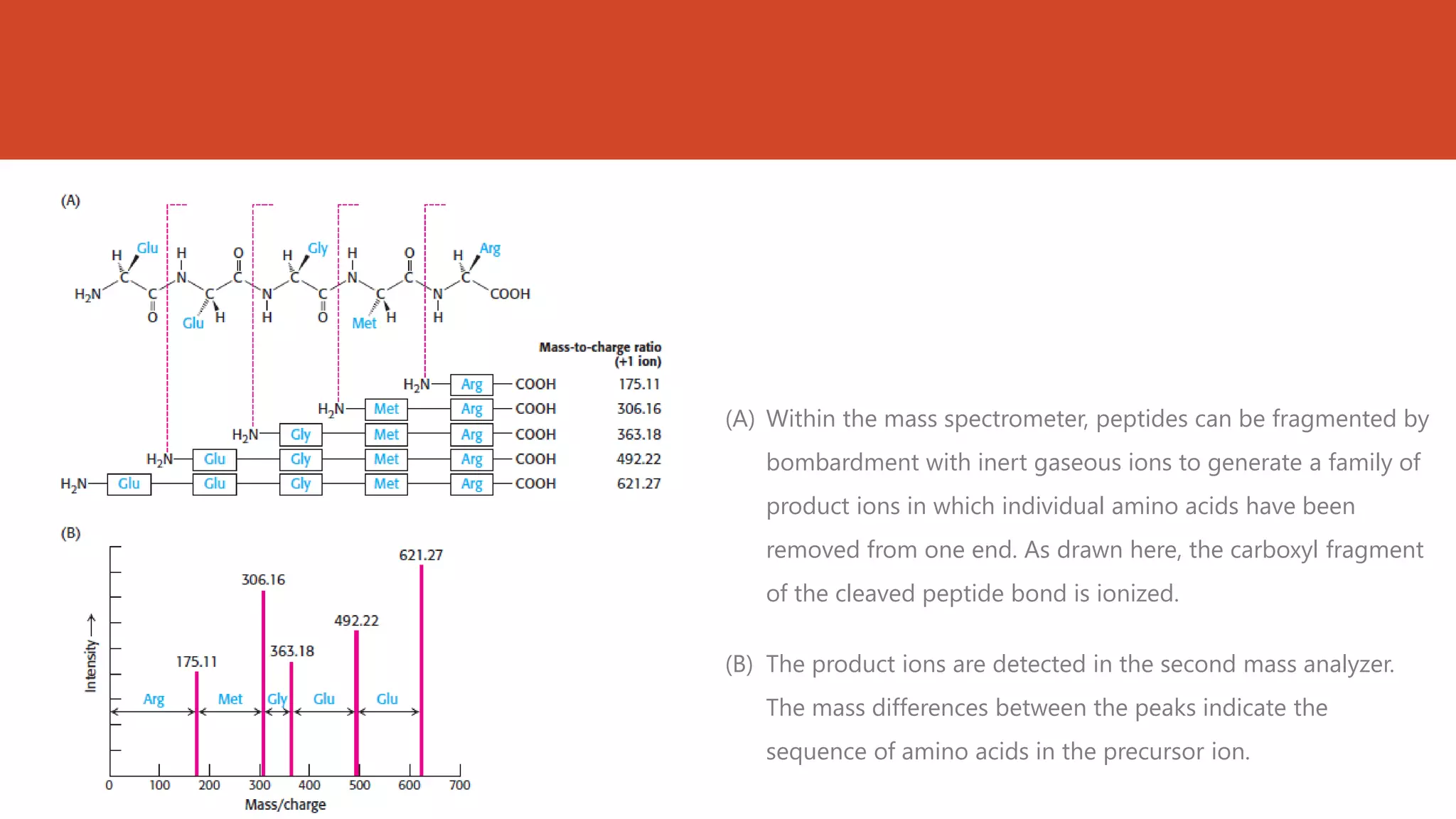 Automated DNA sequencing ; Protein sequencing | PDF