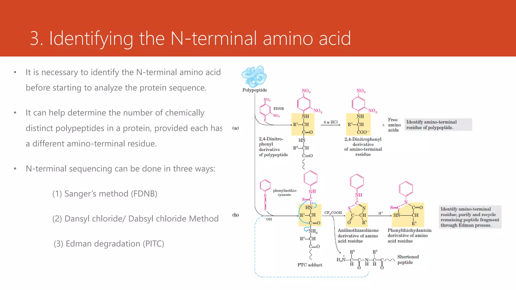 Automated DNA sequencing ; Protein sequencing | PDF