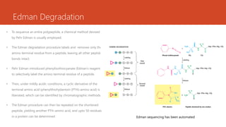 Automated DNA sequencing ; Protein sequencing | PDF