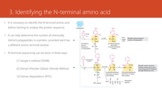 Automated DNA sequencing ; Protein sequencing | PDF