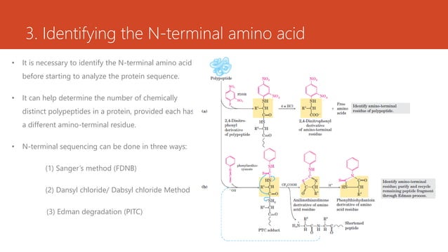 Automated DNA sequencing ; Protein sequencing | PDF | Chemistry | Science