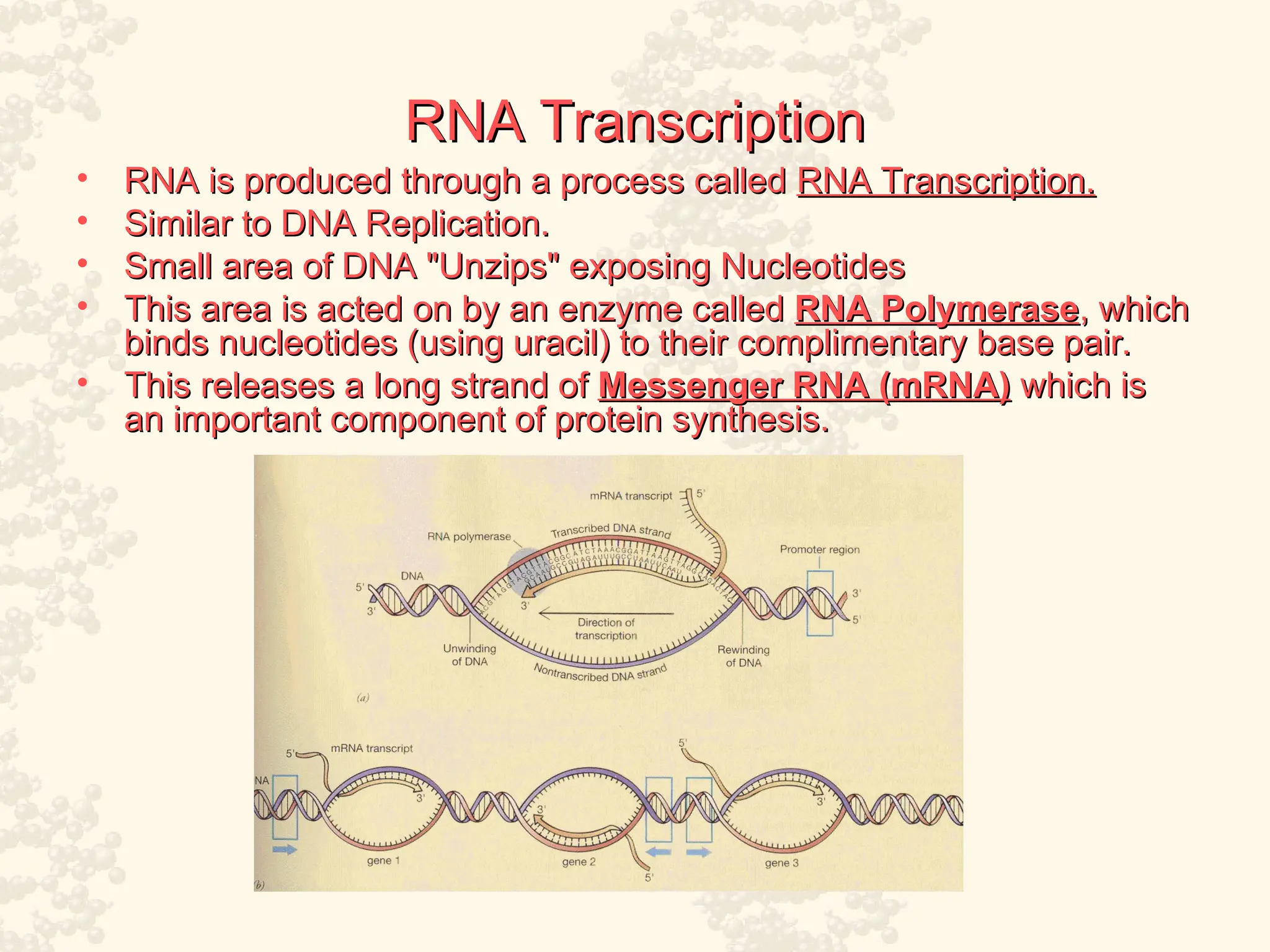 DNA & Protein Synthesis Detailed explanations | PPT | Biological ...