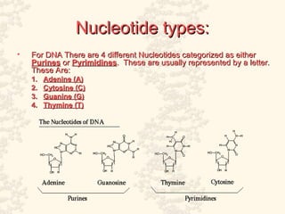 DNA & Protein Synthesis Detailed explanations | PPT