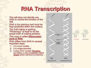DNA & Protein Synthesis Detailed explanations | PPT