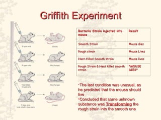 DNA & Protein Synthesis Detailed explanations | PPT