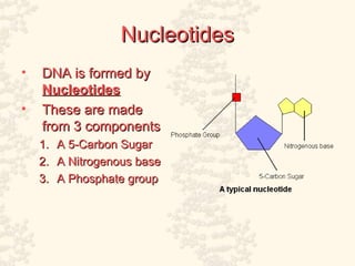 DNA & Protein Synthesis Detailed explanations | PPT