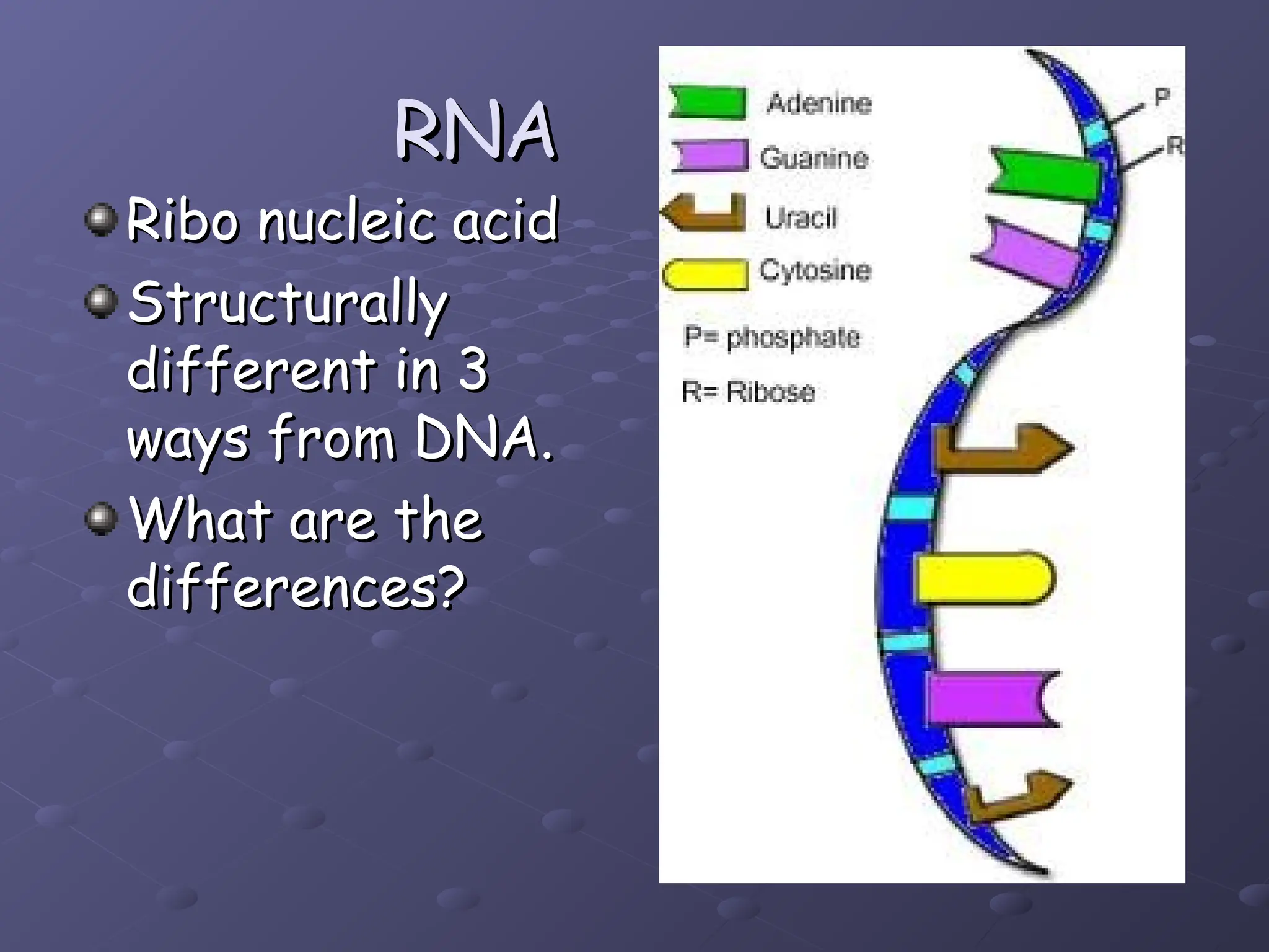 Biology Year 11 IGCSE DNA__Protein_synthesis.ppt | Genetics | Science