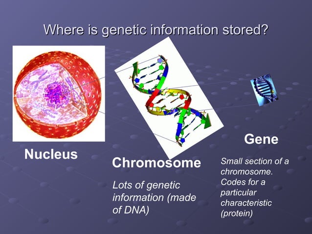 Biology Year 11 IGCSE DNA__Protein_synthesis.ppt | Genetics | Science