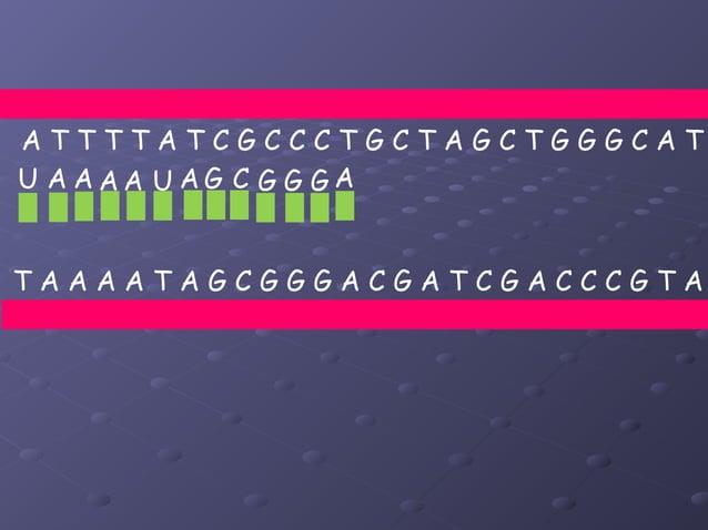 Biology Year 11 IGCSE DNA__Protein_synthesis.ppt | Genetics | Science
