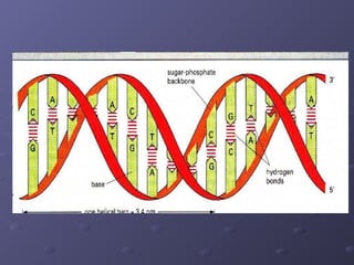 Biology Year 11 IGCSE DNA__Protein_synthesis.ppt