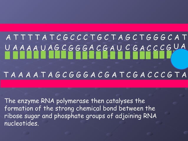 Biology Year 11 IGCSE DNA__Protein_synthesis.ppt | Genetics | Science