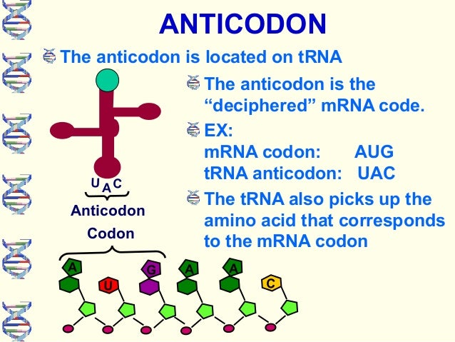Dna protein synthesis_ppt