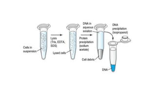 DNA Purification by Sanjeev Khanal .pptx