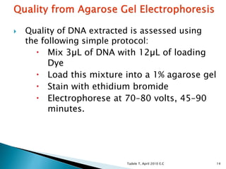 Dna quantification | PDF