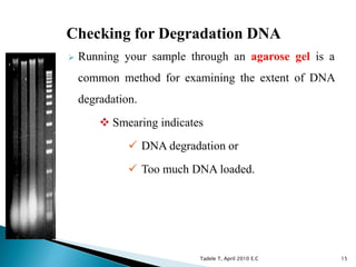 Dna quantification | PDF