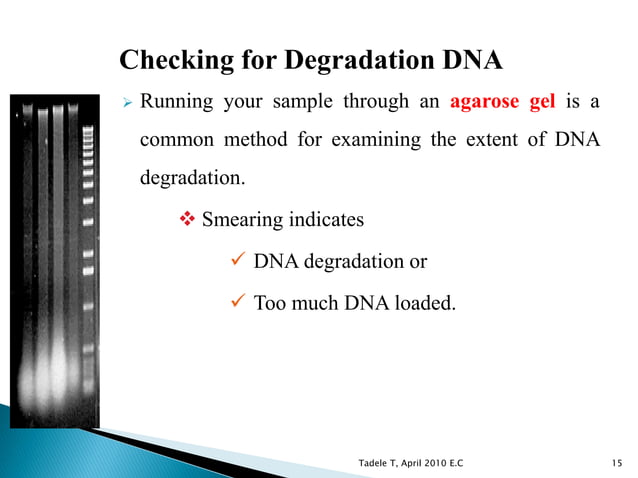 Dna quantification | PDF