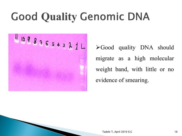 Dna quantification | PDF