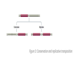 DNA Recombination: basics and its all types | PPTX