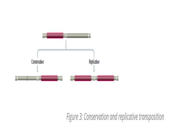 DNA Recombination: basics and its all types | PPTX | Genetics | Science