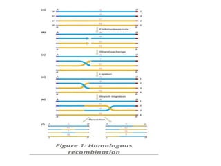DNA Recombination: basics and its all types | PPTX