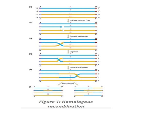 DNA Recombination: basics and its all types | PPTX | Genetics | Science