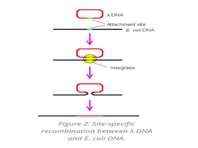 DNA Recombination: basics and its all types | PPTX | Genetics | Science