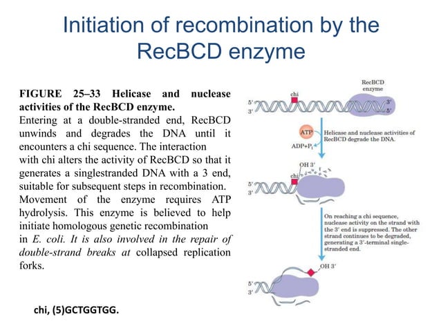 Dna recombination mechanisms new | PPTX | Chemistry | Science