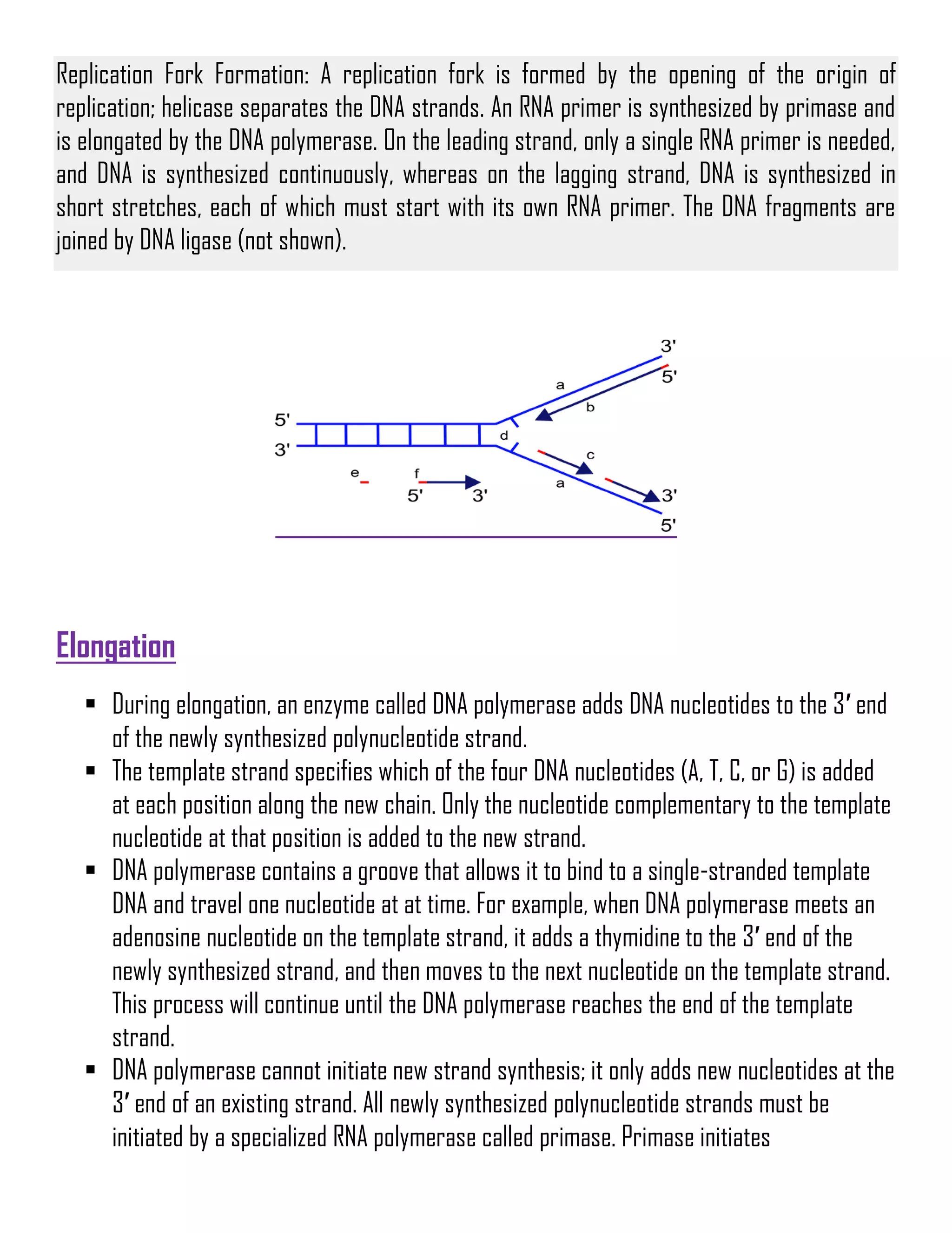 Dna relication in eukaryotes | PDF